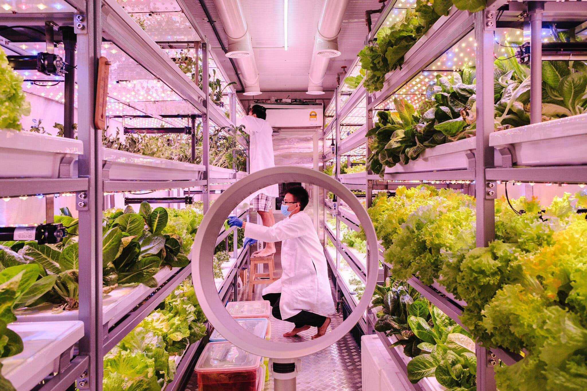 Future Food Production Vertical Farming, The Future For Food